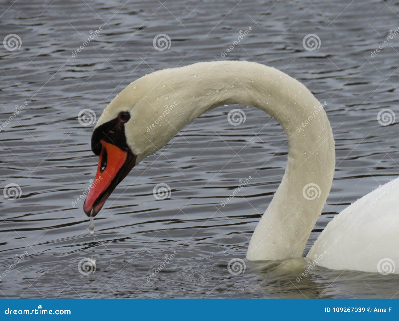 Wet big white swan stock image. Image of graceful, nature - 109267039