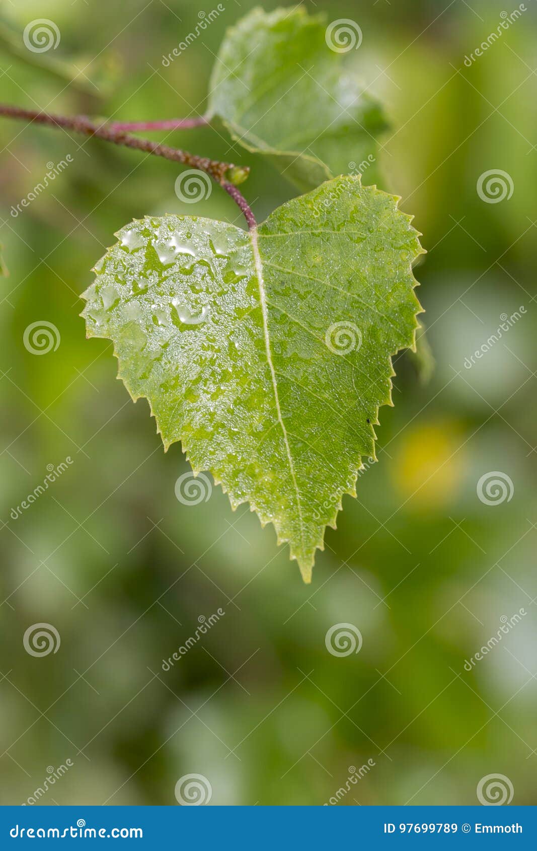Wet Birch Tree Leaf stock image. Image of micro, water - 97699789