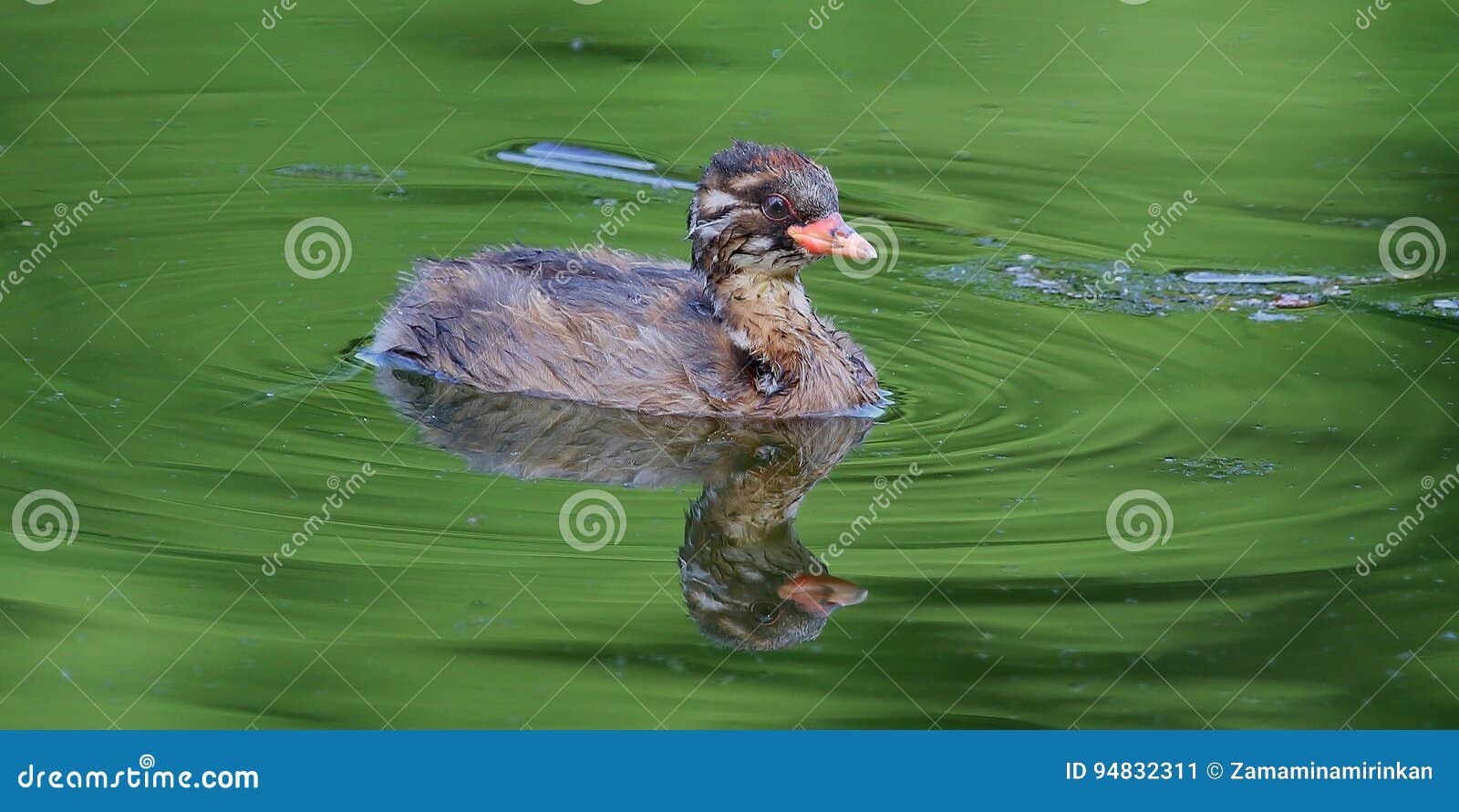 Wet bird stock image. Image of green, animal, bird, lake - 94832311
