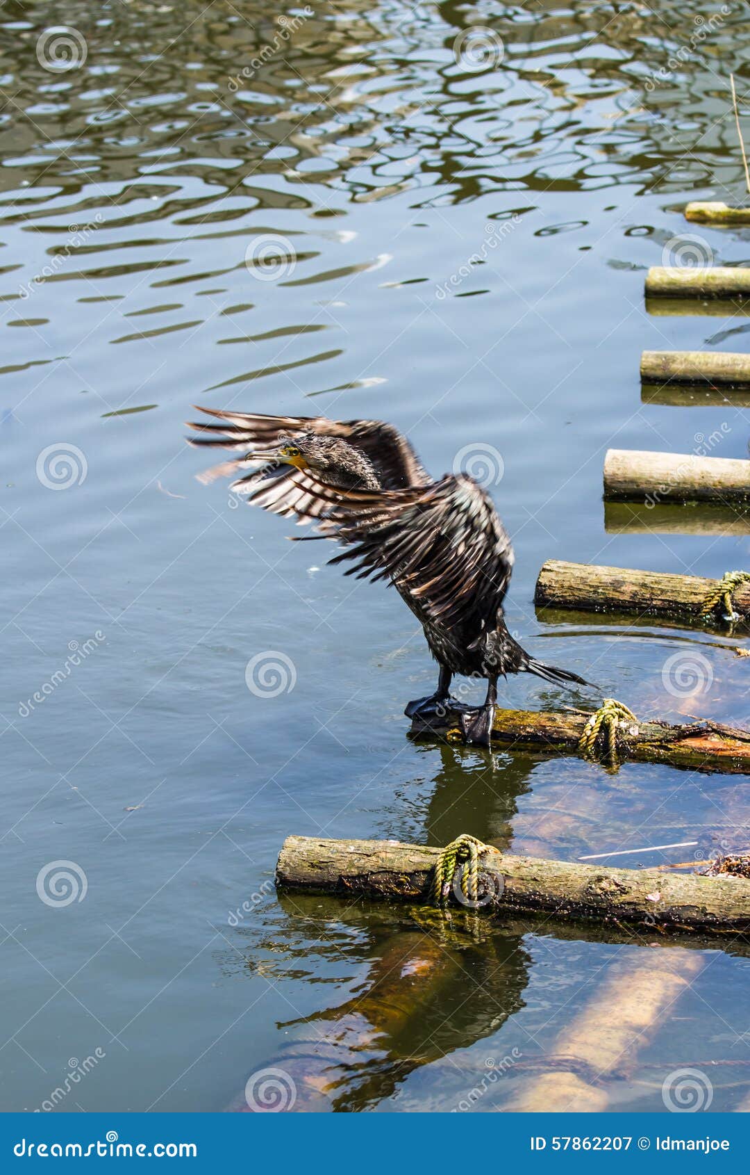 Wet bird stock image. Image of pond, nature, mute, mirror - 57862207