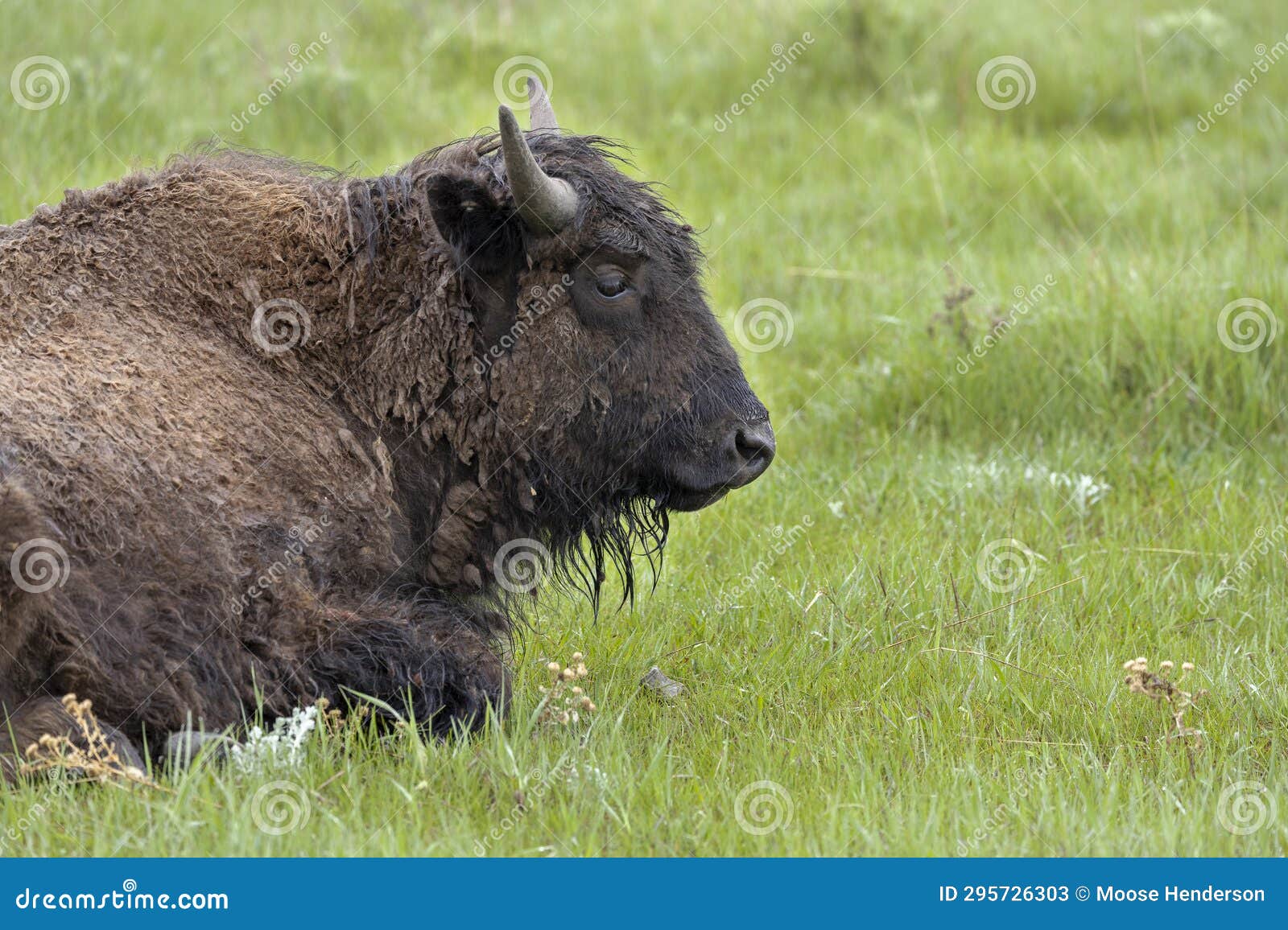 Wet bison on grass stock image. Image of south, grass - 295726303