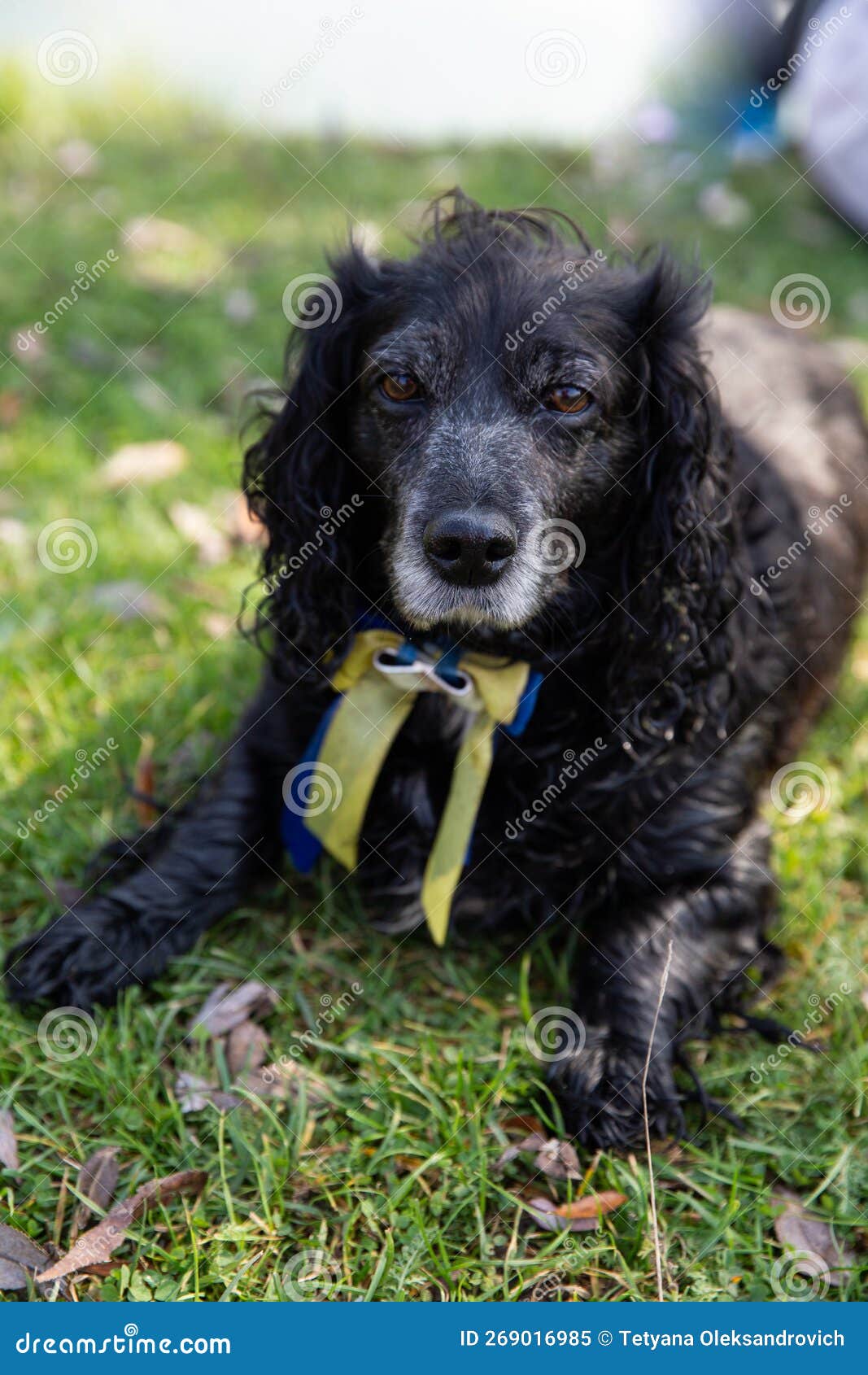 Wet Black Cocker Spaniel with Yellow and Blue Bow Stock Image - Image ...