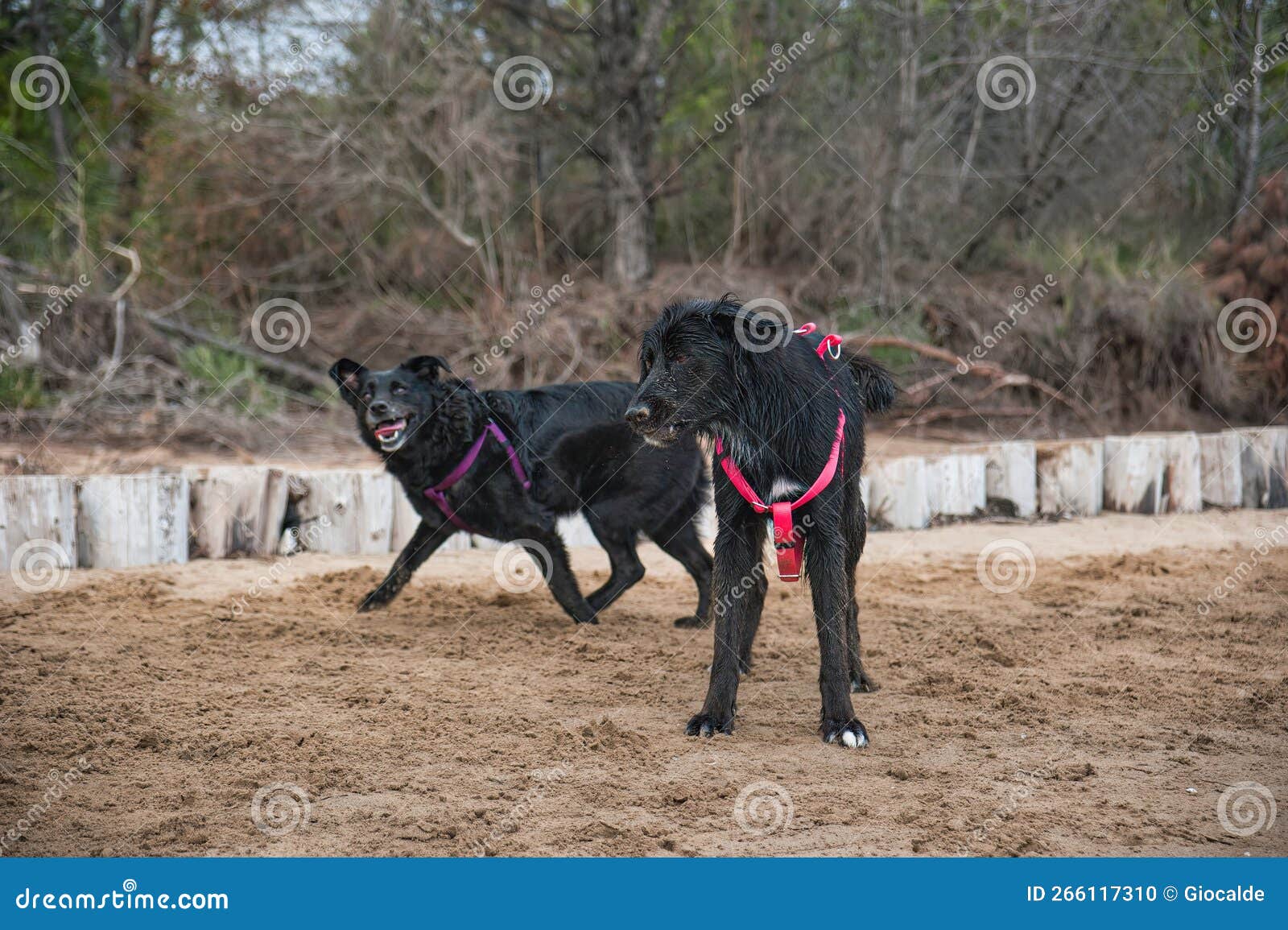 Wet Black Dog Play at Beach Stock Photo - Image of exterior, retriever ...