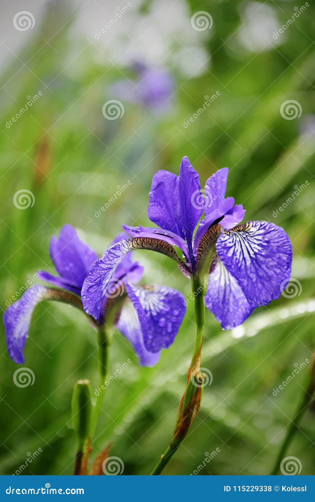 Wet Blue Iris with Drops after Rain Stock Photo - Image of closeup ...