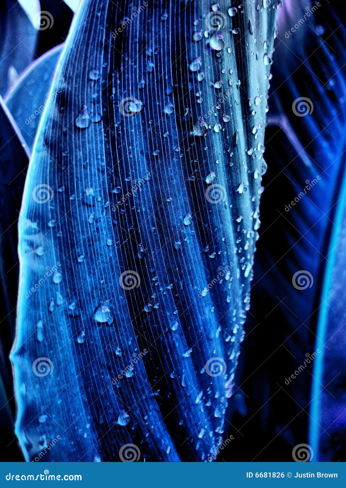 Wet, Blue, Leaves stock photo. Image of droplets, detail - 6681826