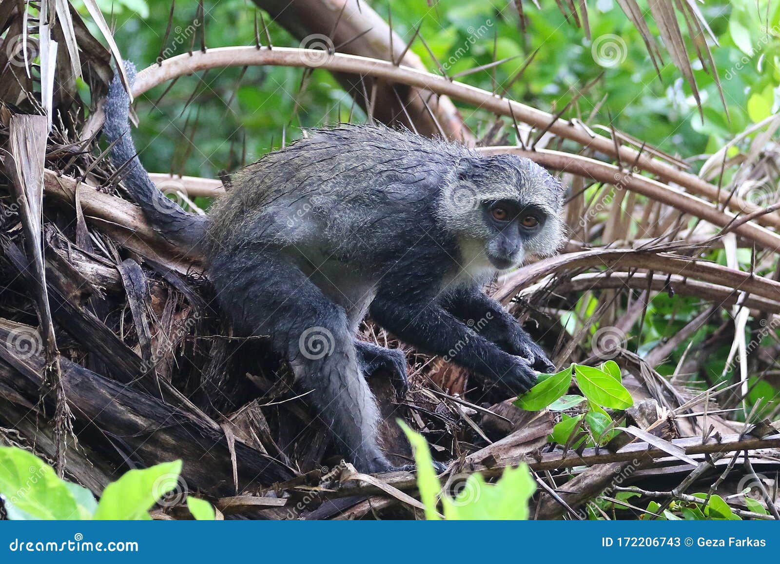 Wet Blue Monkey Cercopithecus Mitis in Jozani Rainforest Stock Image ...