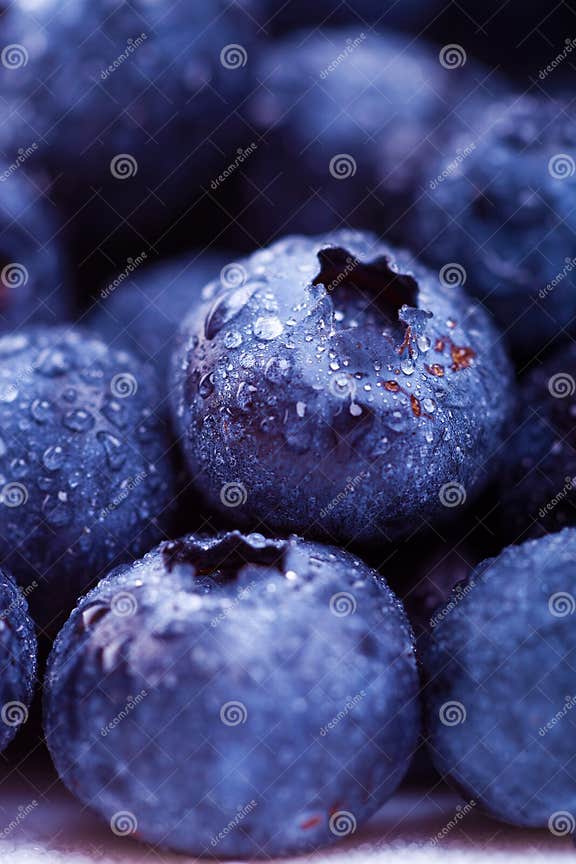 Wet blueberries stock photo. Image of blue, seasonal - 25980824