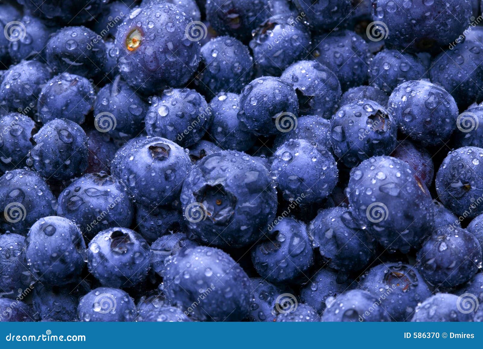 Wet Blueberries stock photo. Image of arrangement, health - 586370