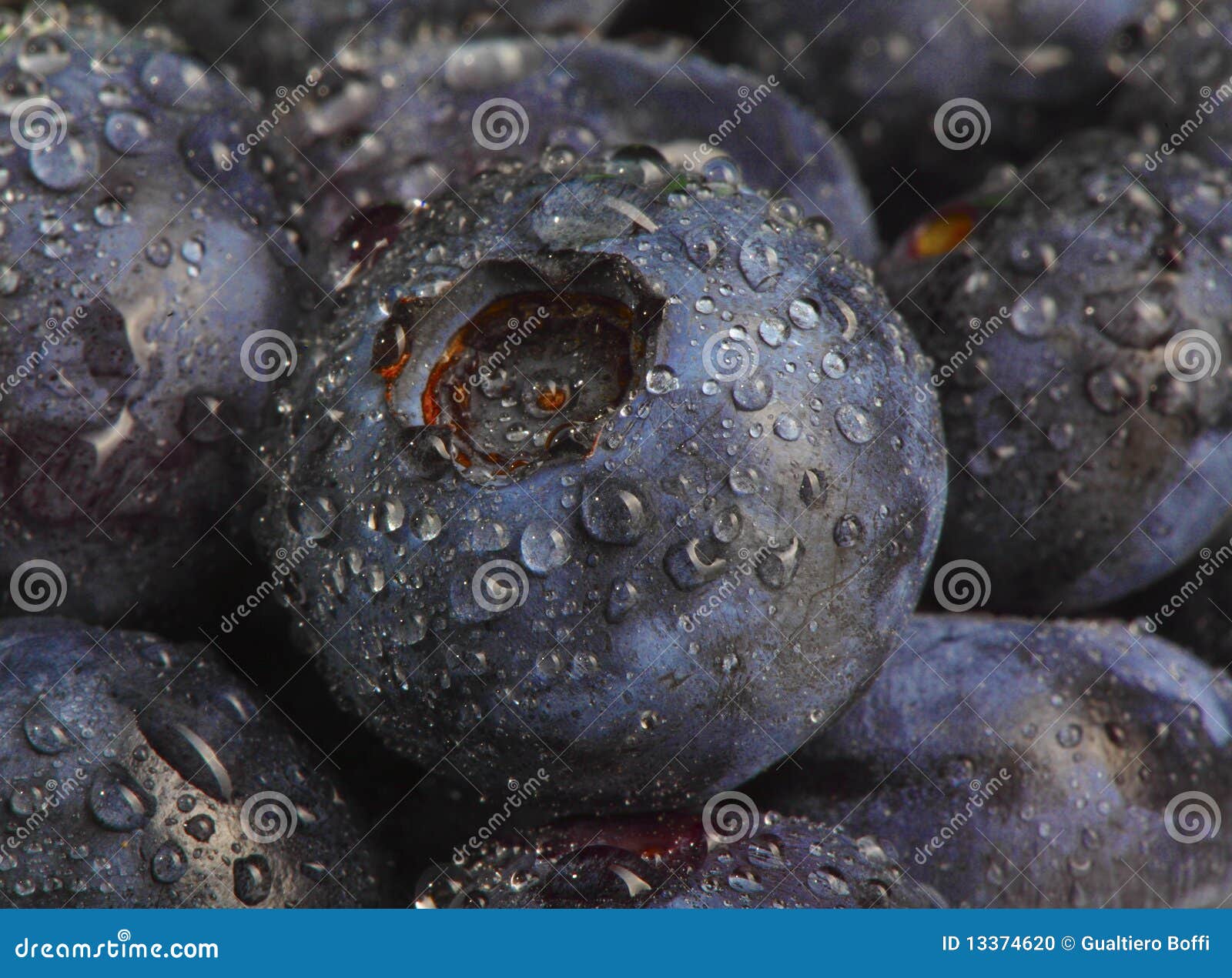 Wet blueberry datail stock photo. Image of blueberries - 13374620
