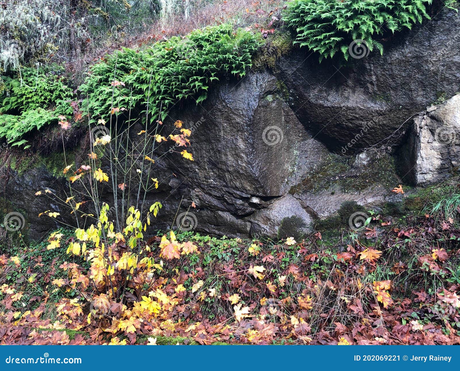 Wet Boulder and Fall Colors and Ferns Stock Image - Image of clean ...