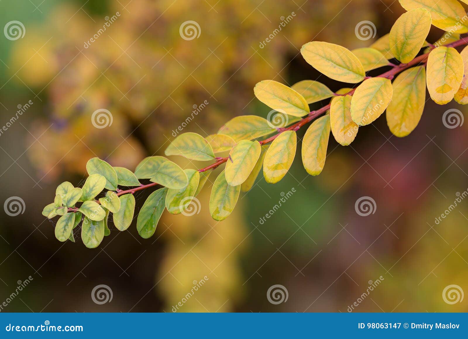 Wet branch of barberry stock image. Image of autumn, color - 98063147