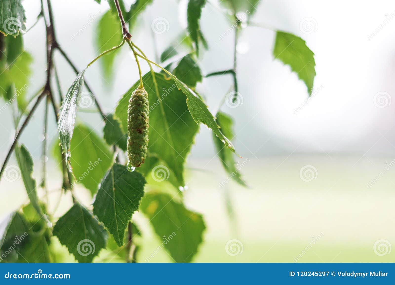 Wet Branch Birch Tree during Rain on a Blurry Background_ Stock Image ...