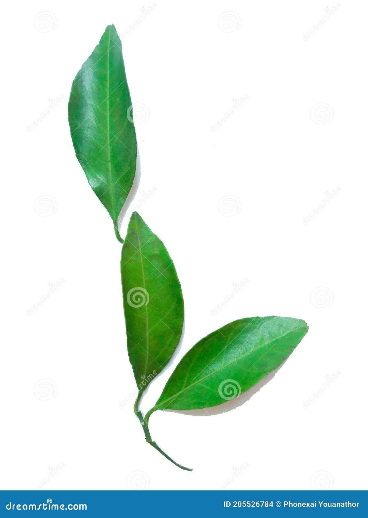 Wite Background Lemon Leaf Orage Leaf Background Stock Photo - Image of ...