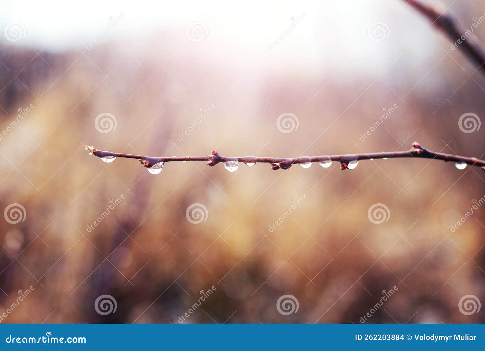 Wet Branch with Raindrops in the Forest on a Dark Background Stock ...