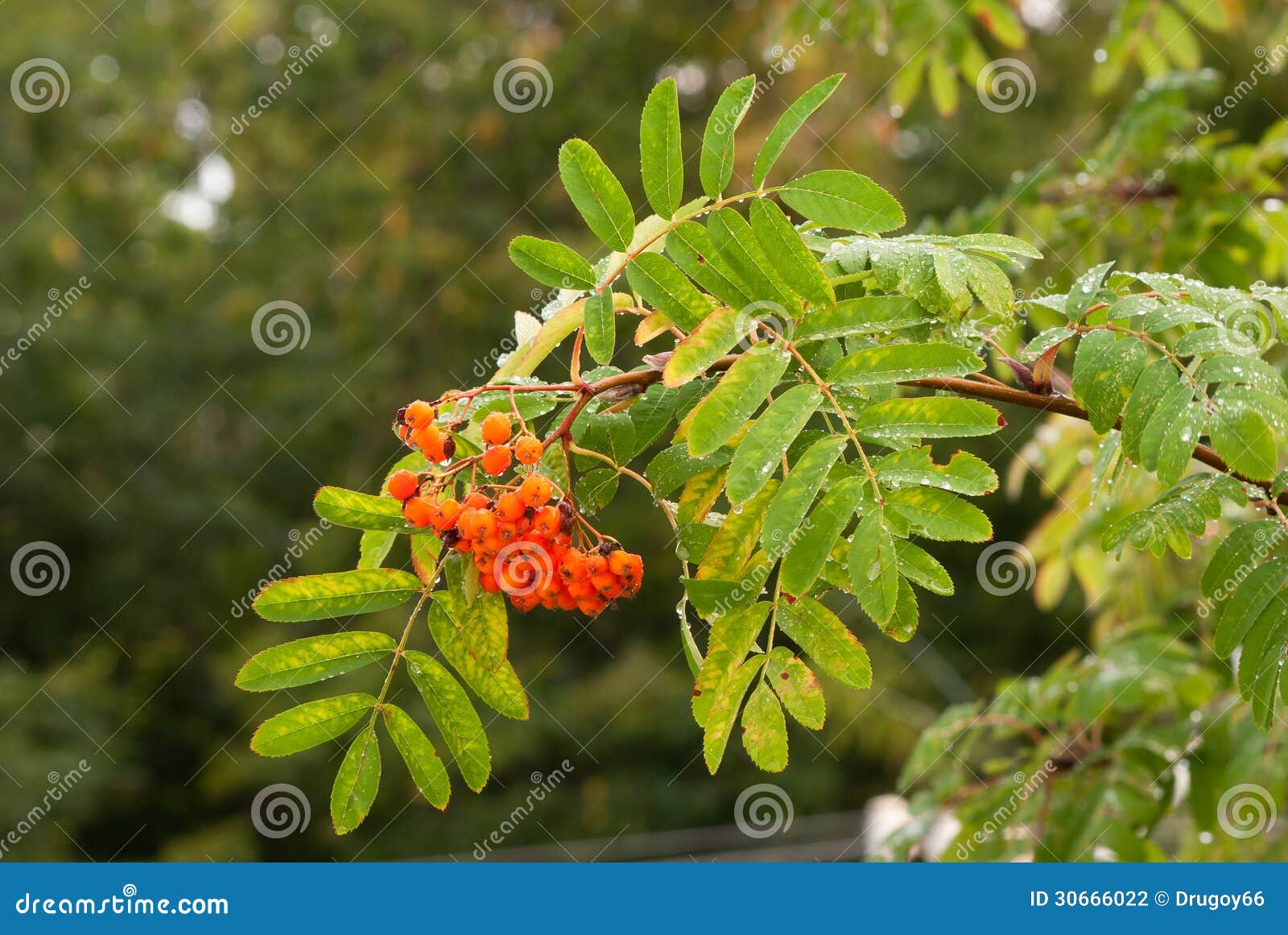 Wet branch Rowan tree stock photo. Image of branch, beauty - 30666022