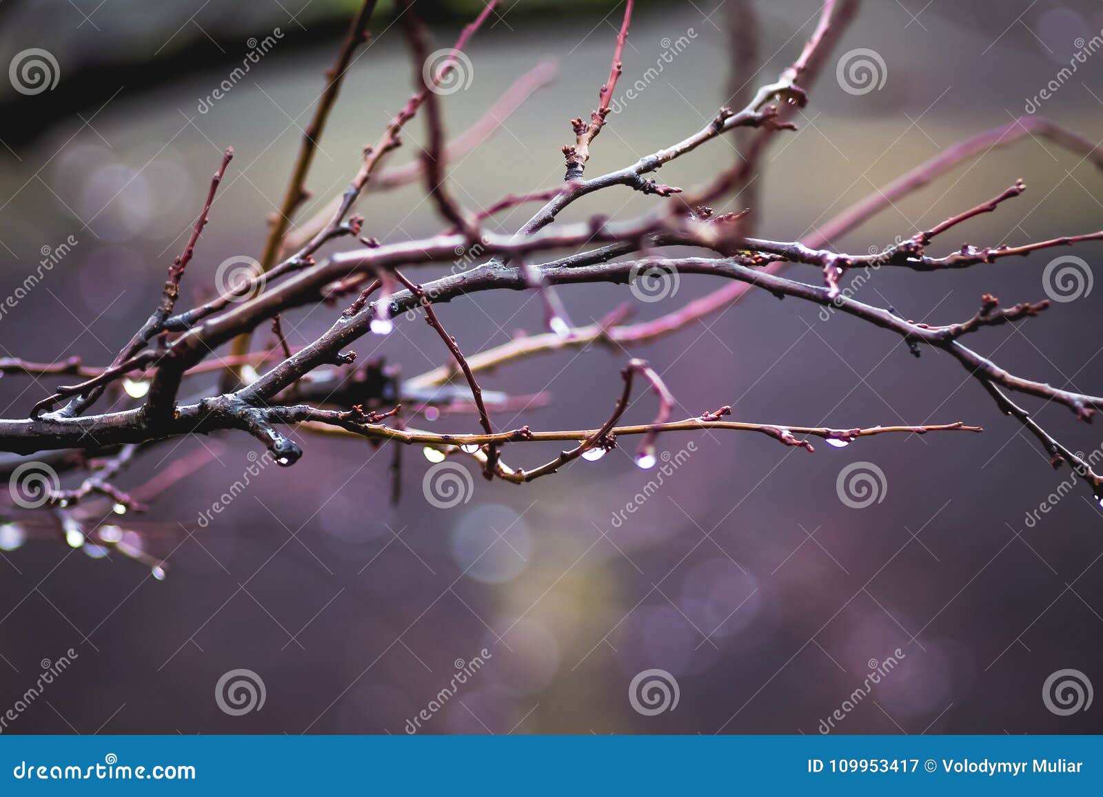 A Wet Branch of a Tree, it`s Raining, Early Springal_ Stock Image ...