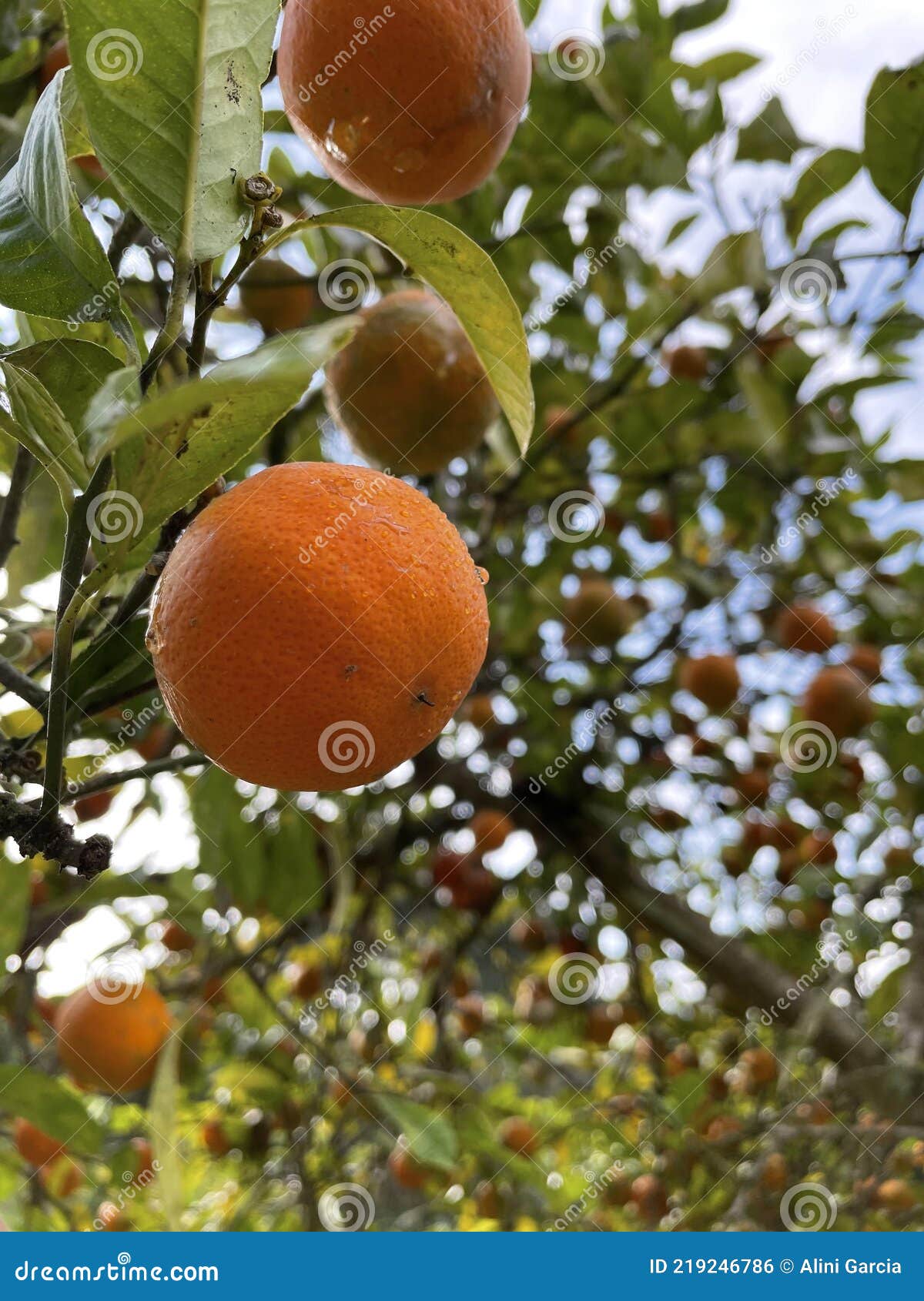 Wet Brazilian Lemon on Green Tree Stock Photo - Image of color, fresh ...