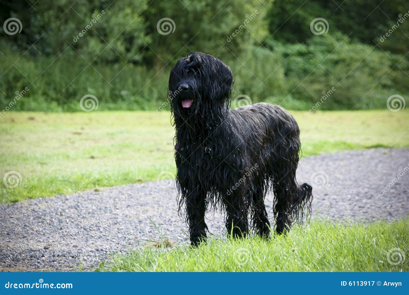 Wet briard stock image. Image of black, sheepdog, workingdog - 6113917