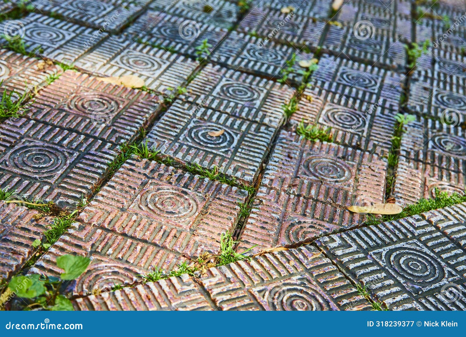 Wet Brick Pathway with Moss and Circular Patterns, Close-Up View Stock ...