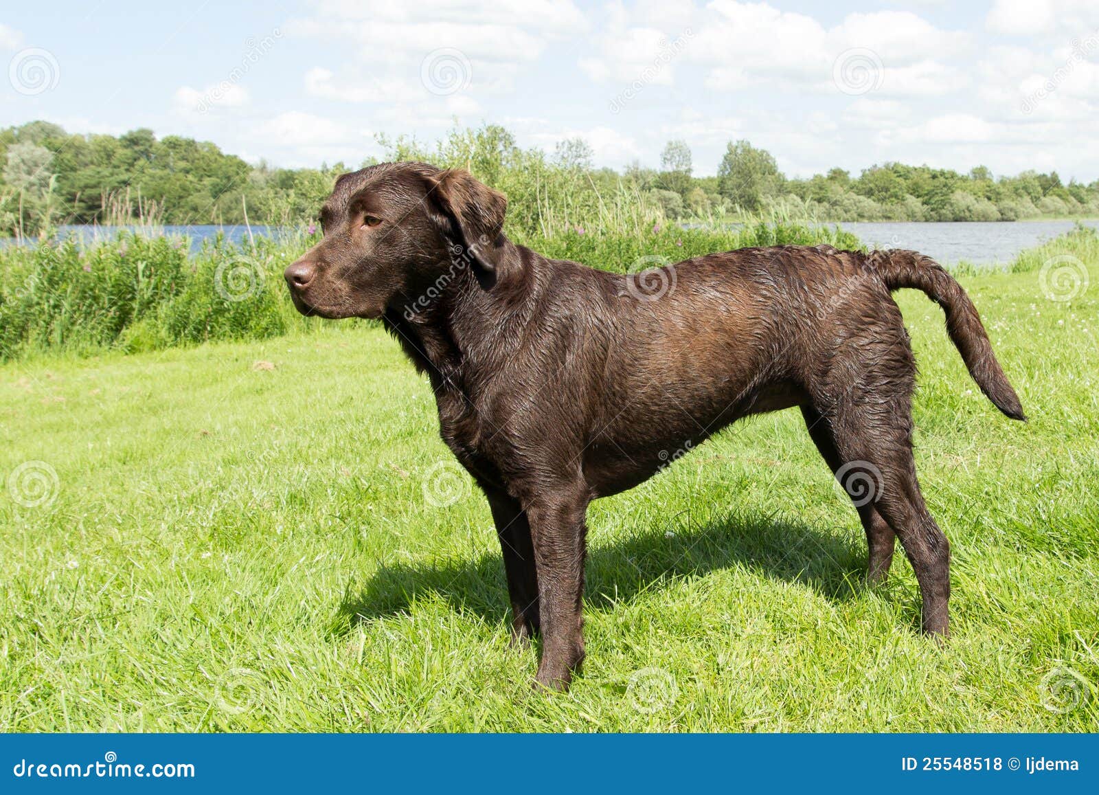 Wet Brown Labrador Standing in a Grass Field Stock Photo - Image of ...