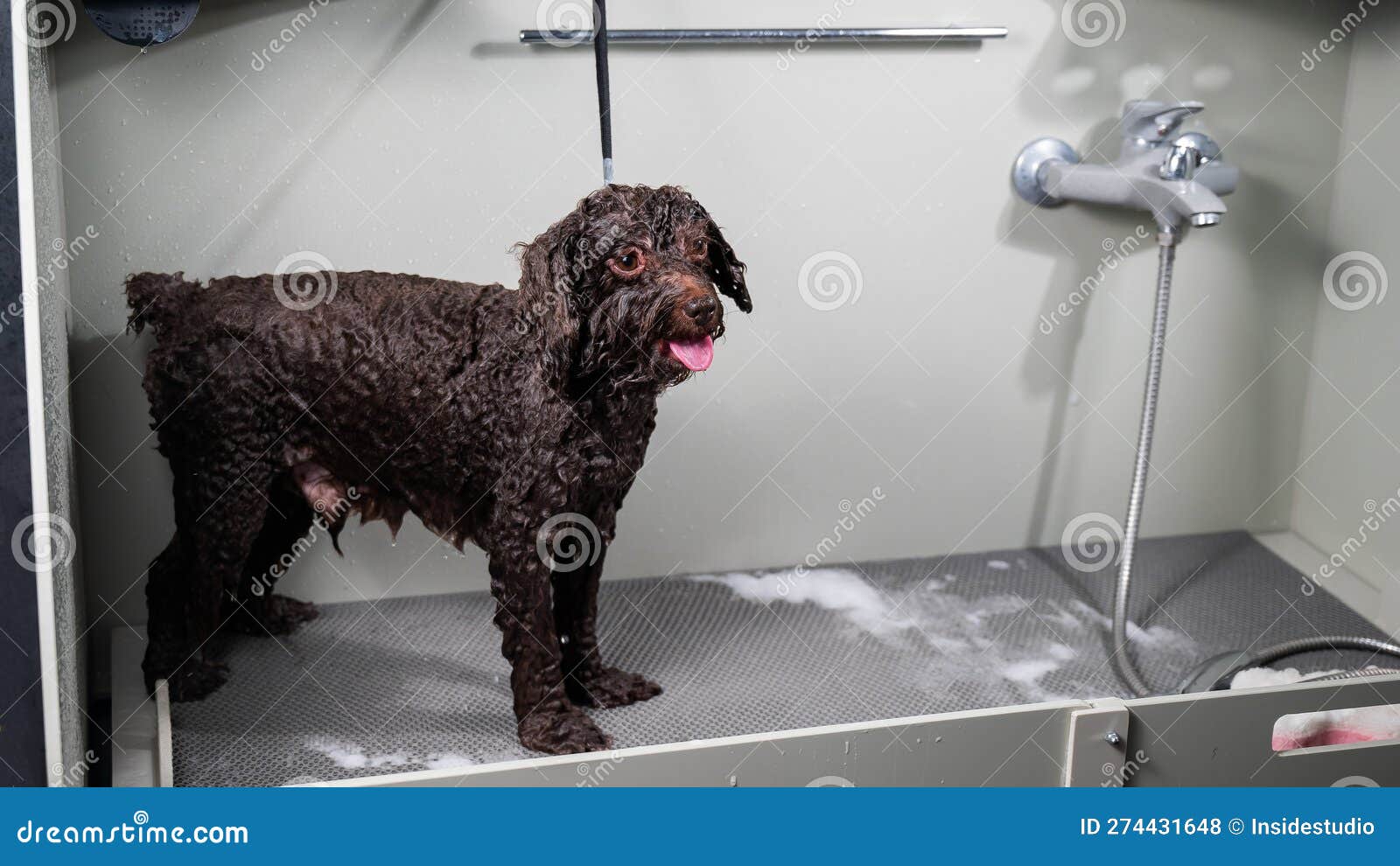 Wet Brown Poodle in the Grooming Salon. Stock Photo - Image of grooming ...