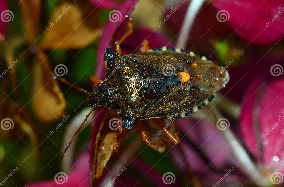 Wet bug stock image. Image of rain, insect, smelly, heteroptera - 48993701