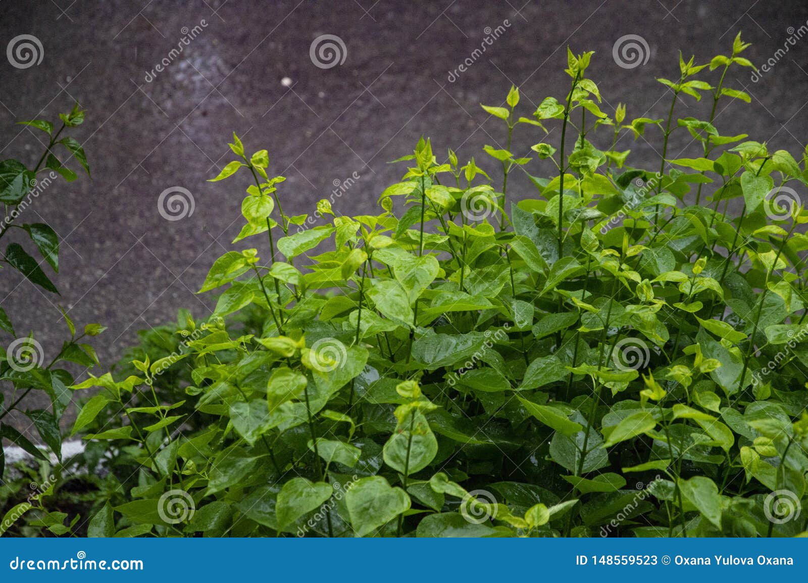 Bush Branches Stock Photos - Download 46,970 Royalty Free Photos