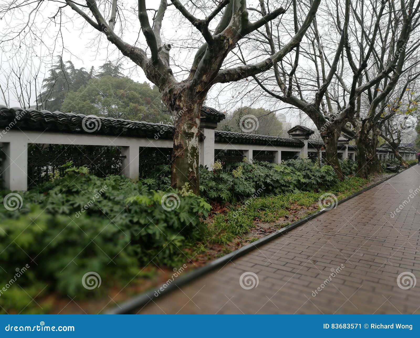 Wet Bush with Rain in a Special Rain Day Editorial Photo - Image of ...