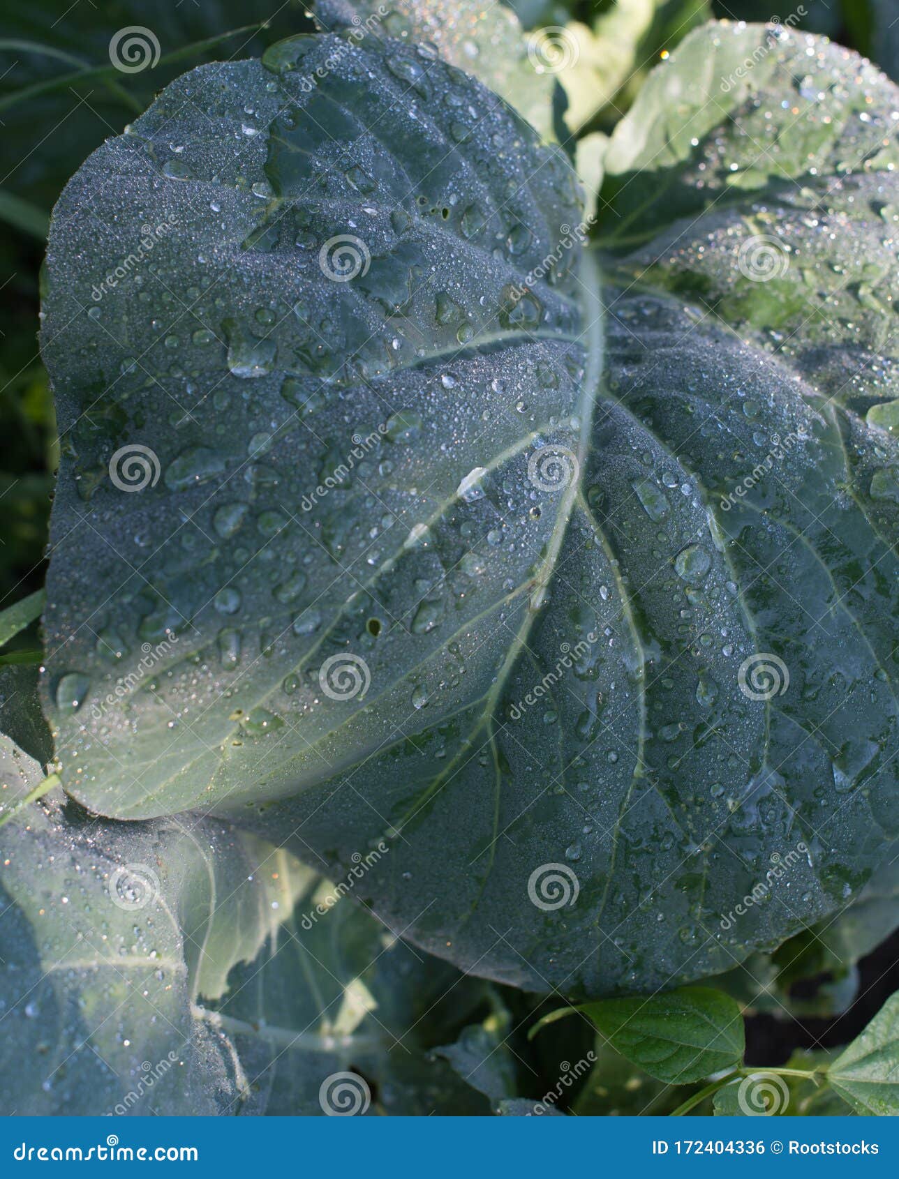 Wet Cabbage Leaves in the Vegetable Garden Stock Photo - Image of fresh ...