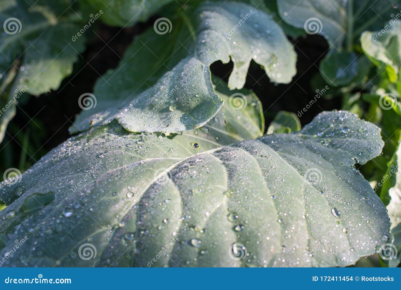 Wet Cabbage Leaves in the Vegetable Garden Stock Photo - Image of green ...