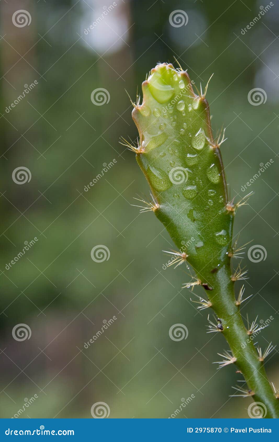 A wet cactus stock photo. Image of dont, natural, close - 2975870