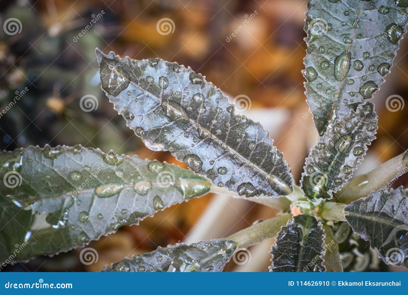 A wet cactus in a garden. stock photo. Image of natural - 114626910