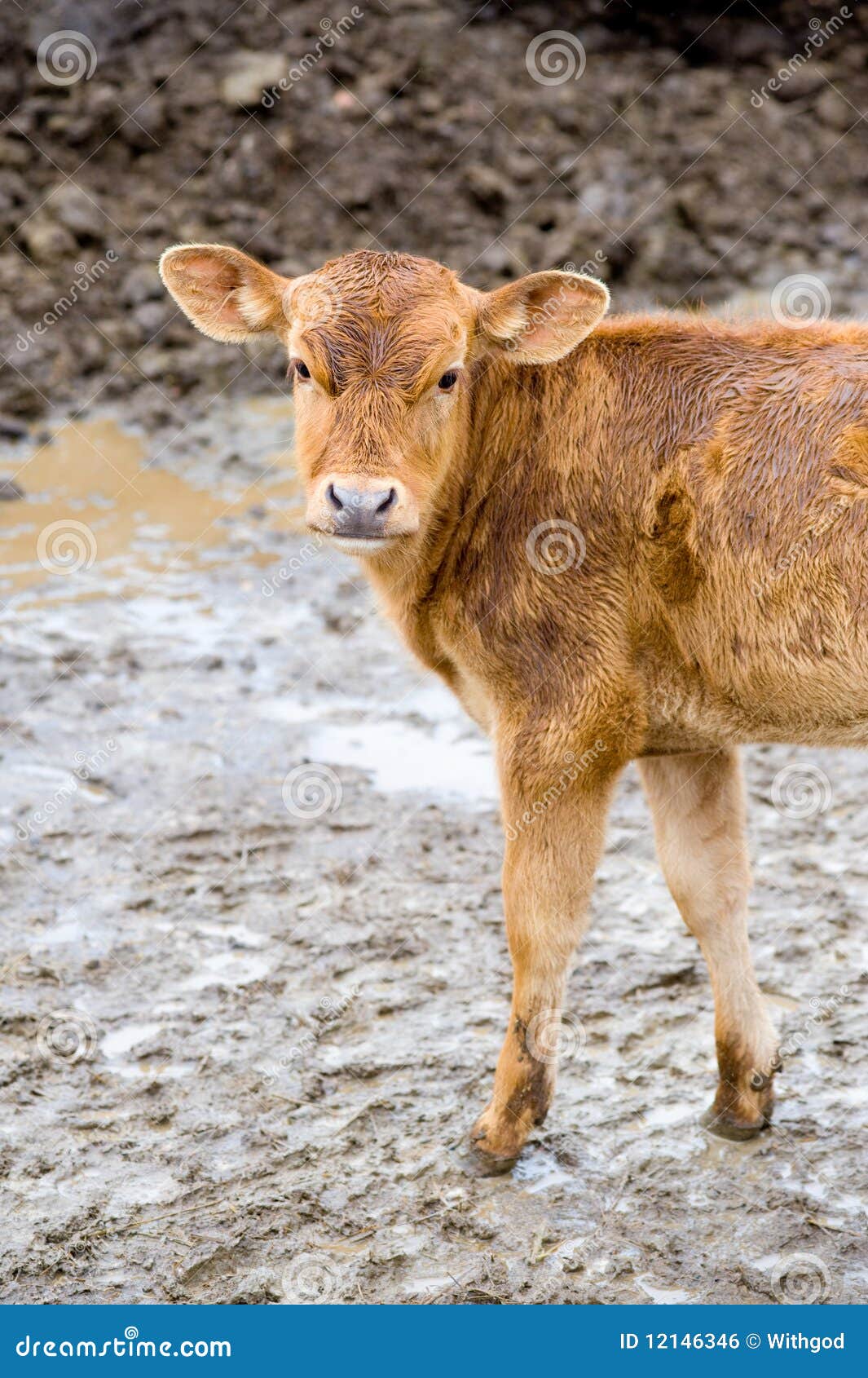 Wet calf stock photo. Image of husbandry, agriculture - 12146346