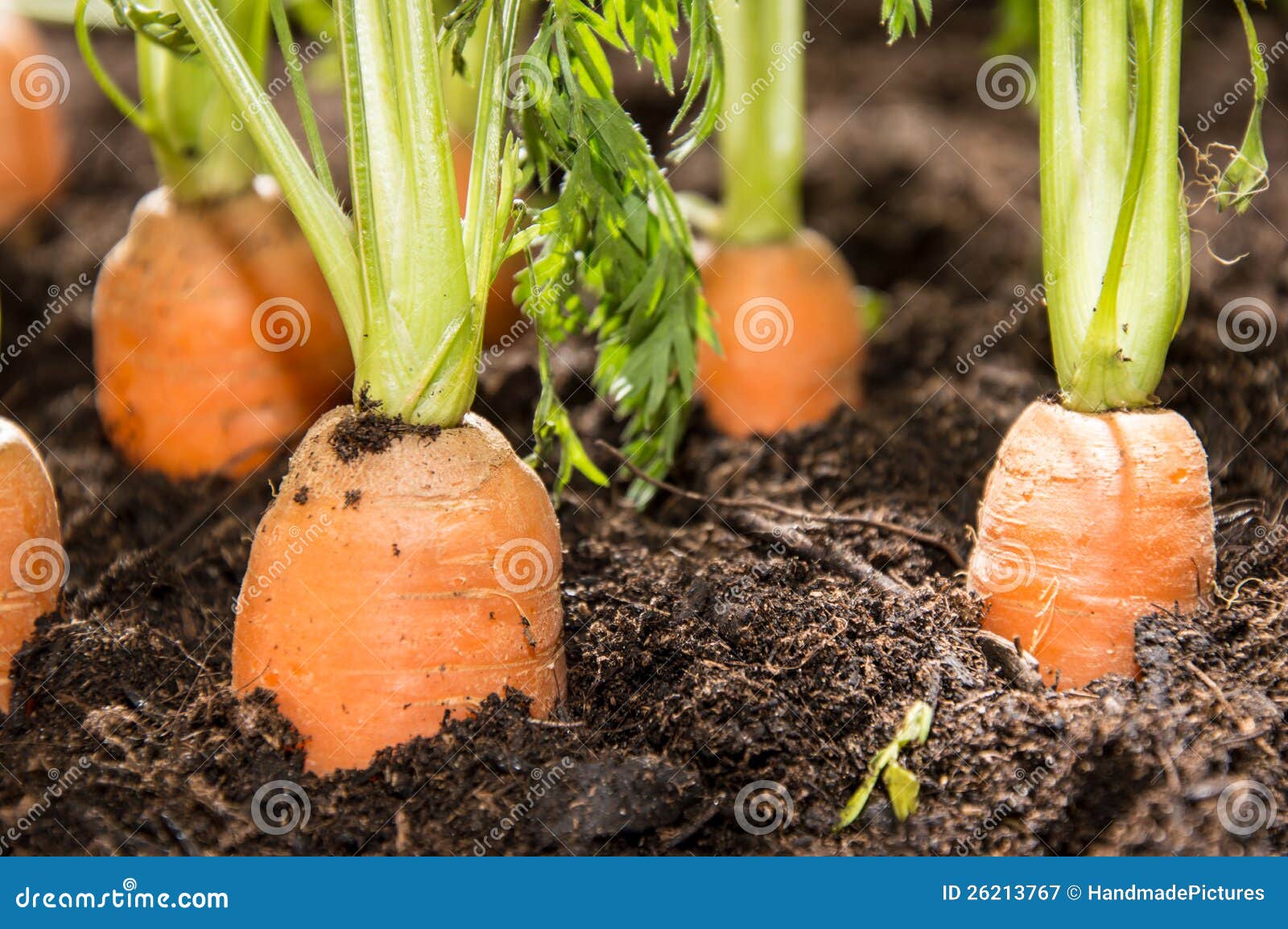 Wet Carrots in the dirt stock image. Image of ground - 26213767