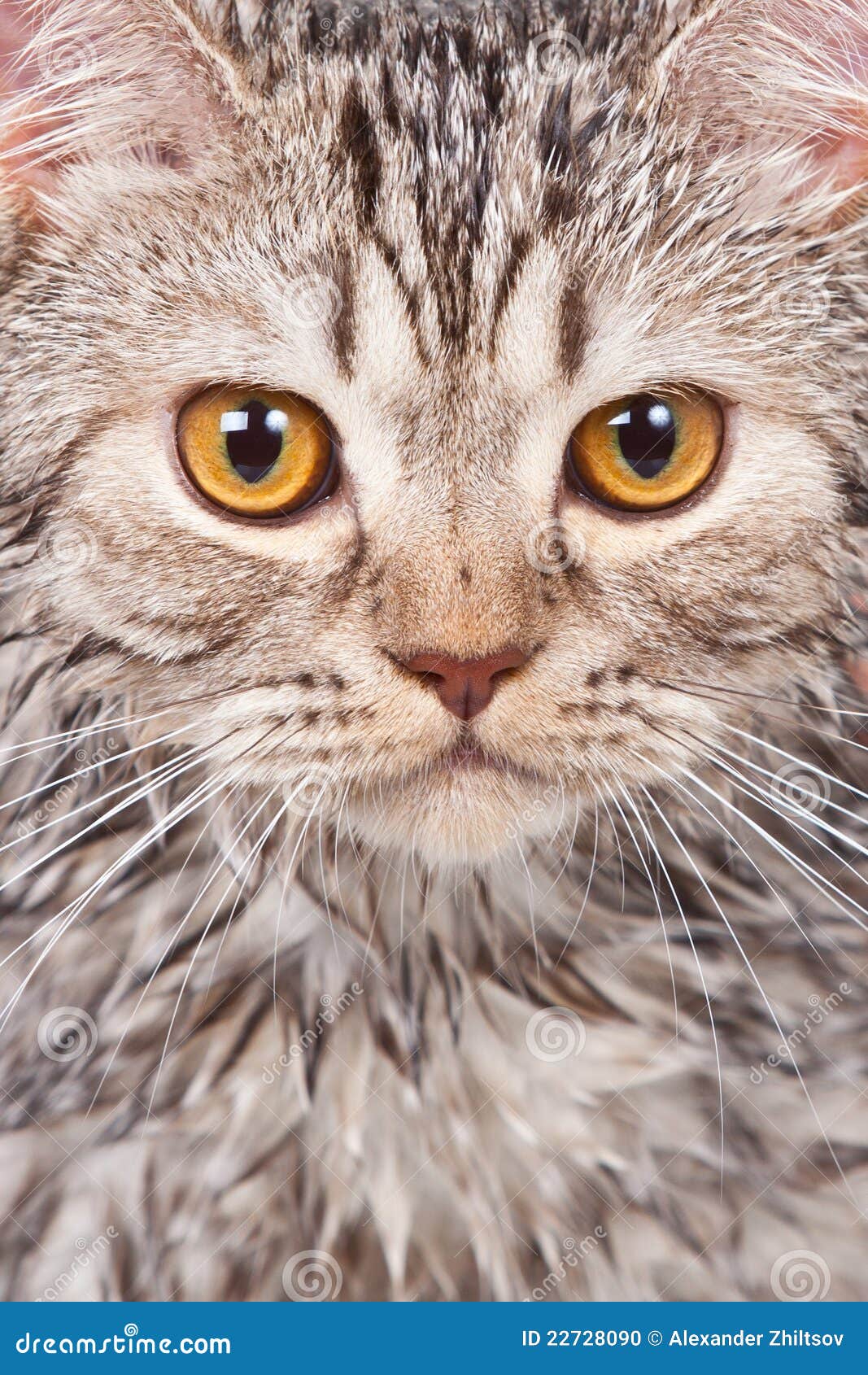 Wet cat stock photo. Image of cute, cats, washing, looking - 22728090