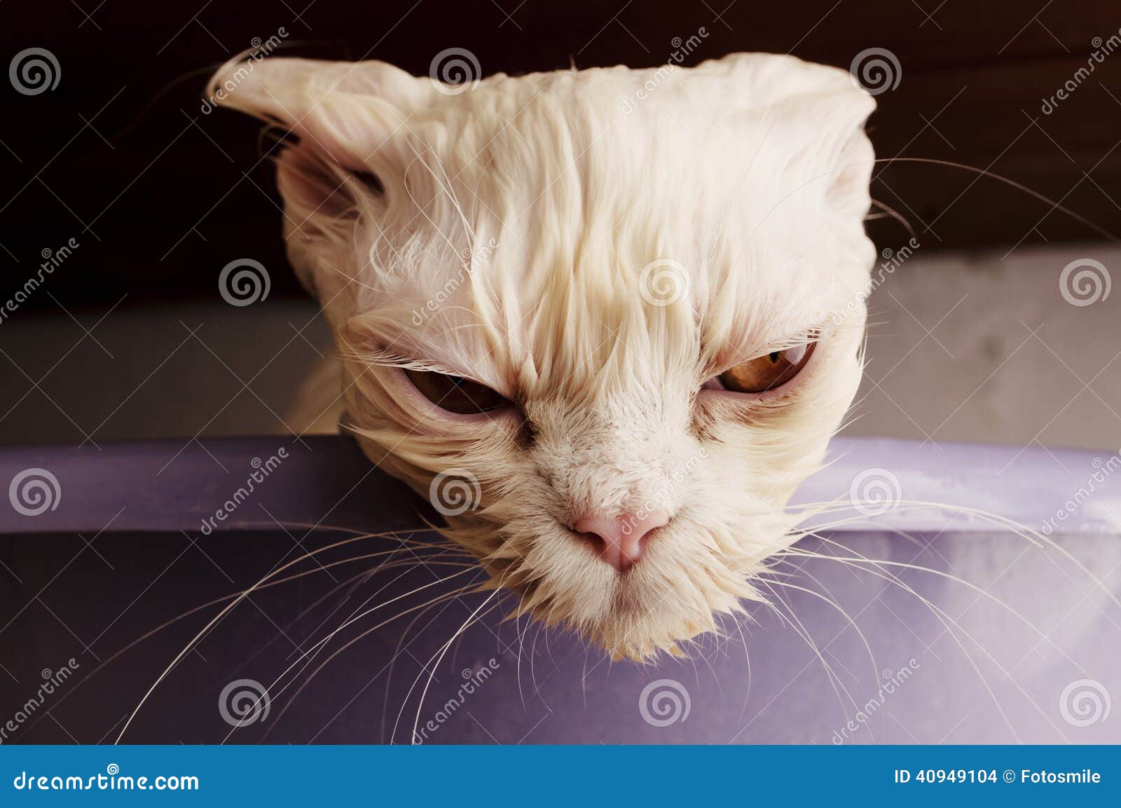 Wet cat stock photo. Image of basin, plastic, adorable - 40949104