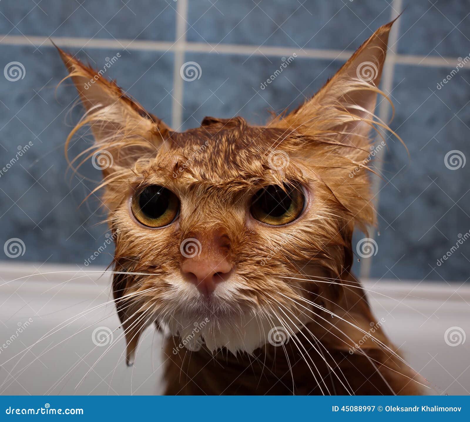 Wet cat stock image. Image of washed, water, animal, front - 45088997