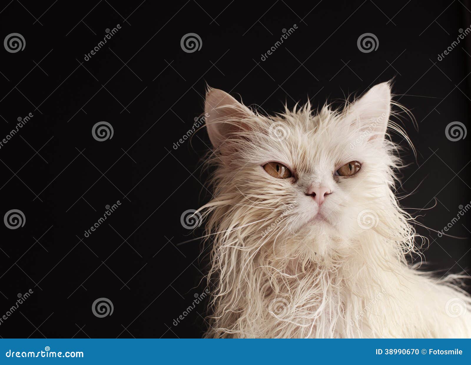 Wet cat stock photo. Image of adorable, kitten, persian - 38990670