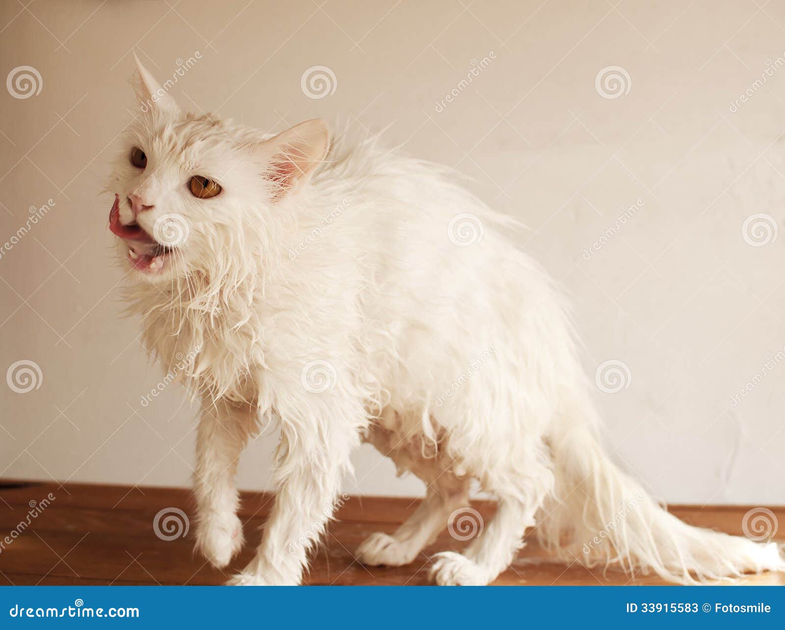 Wet cat stock image. Image of miserable, cute, animal - 33915583