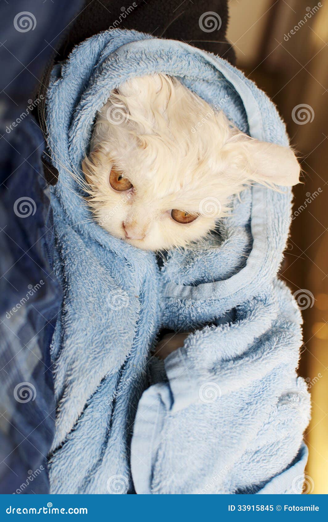 Wet cat stock image. Image of hilarious, animal, kitty - 33915845