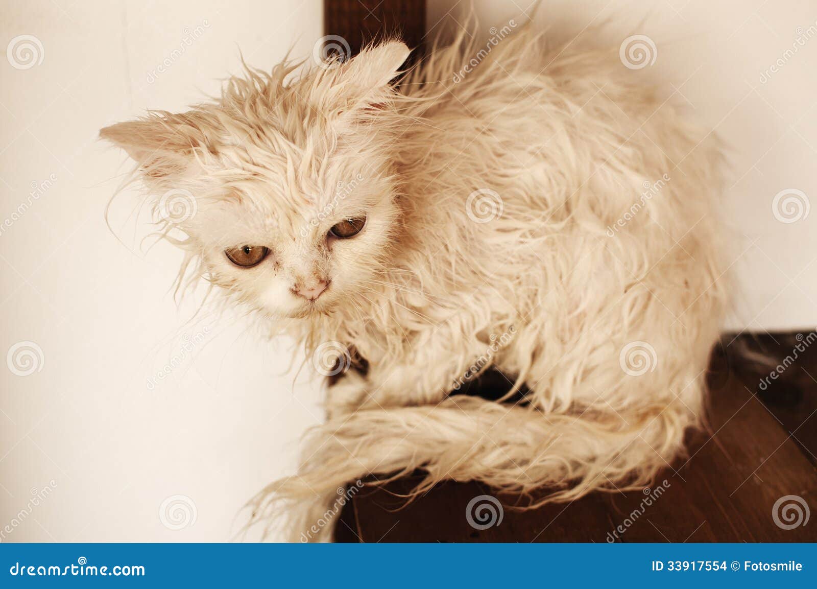 Wet cat stock photo. Image of animal, hilarious, adorable - 33917554