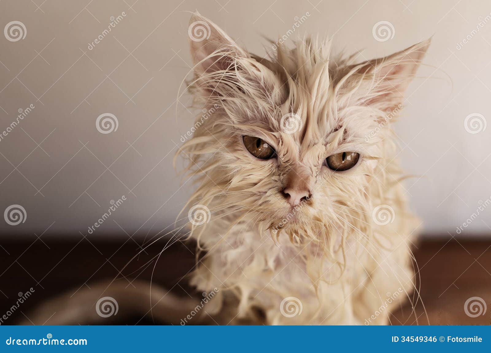 Wet cat stock photo. Image of white, bath, miserable - 34549346
