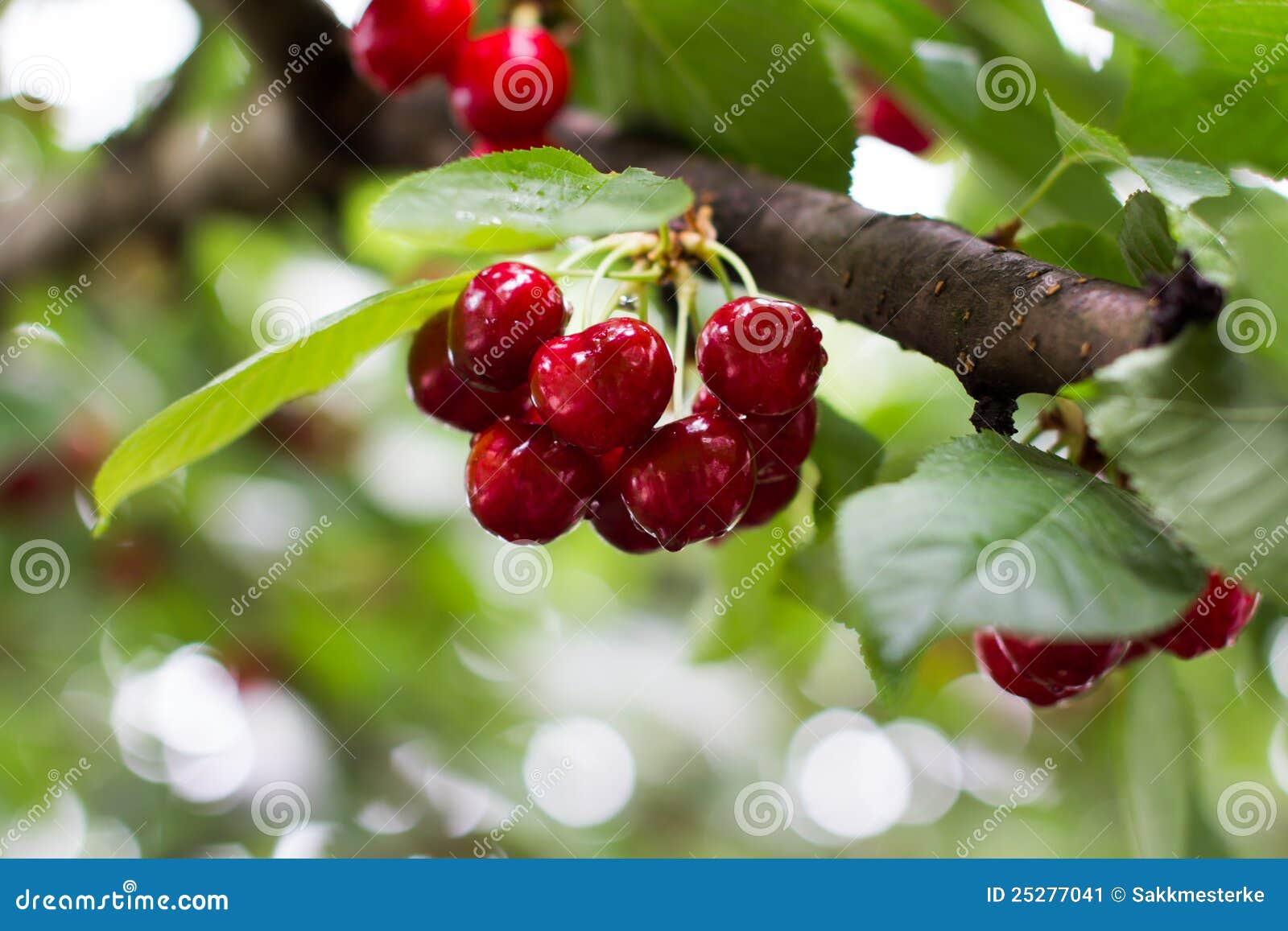 Wet cherry cluster stock image. Image of cherry, fresh - 25277041