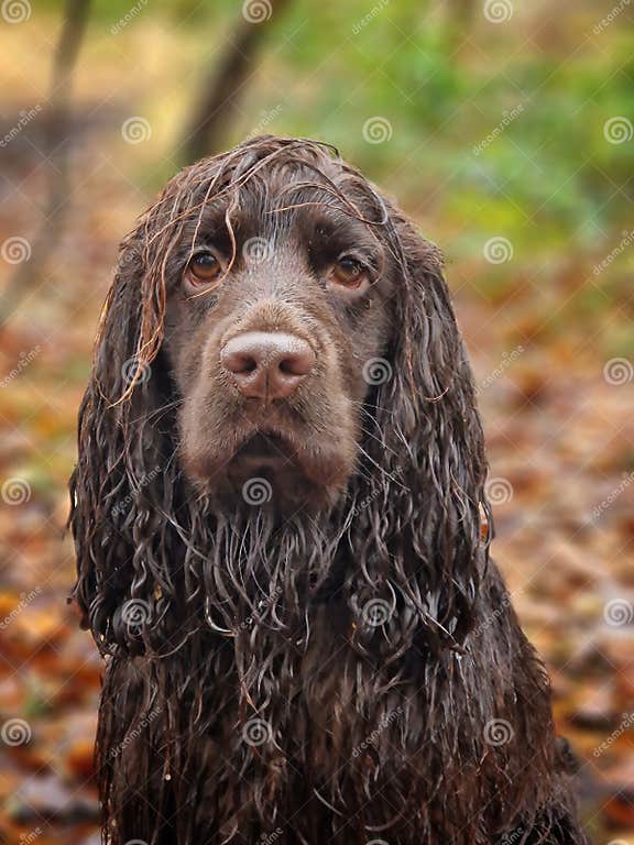Wet Chocolate Cocker Spaniel Stock Photo - Image of pedigree, natural ...