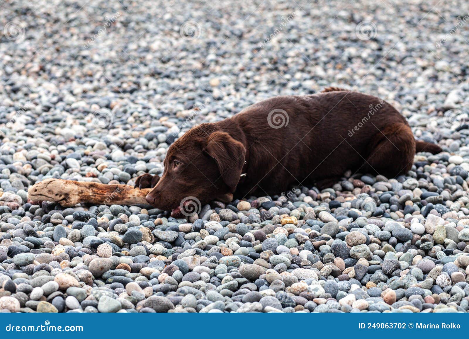 Wet Chocolate Labrador, Puppy, Lying on a Pebble and Gnawing a Bone ...