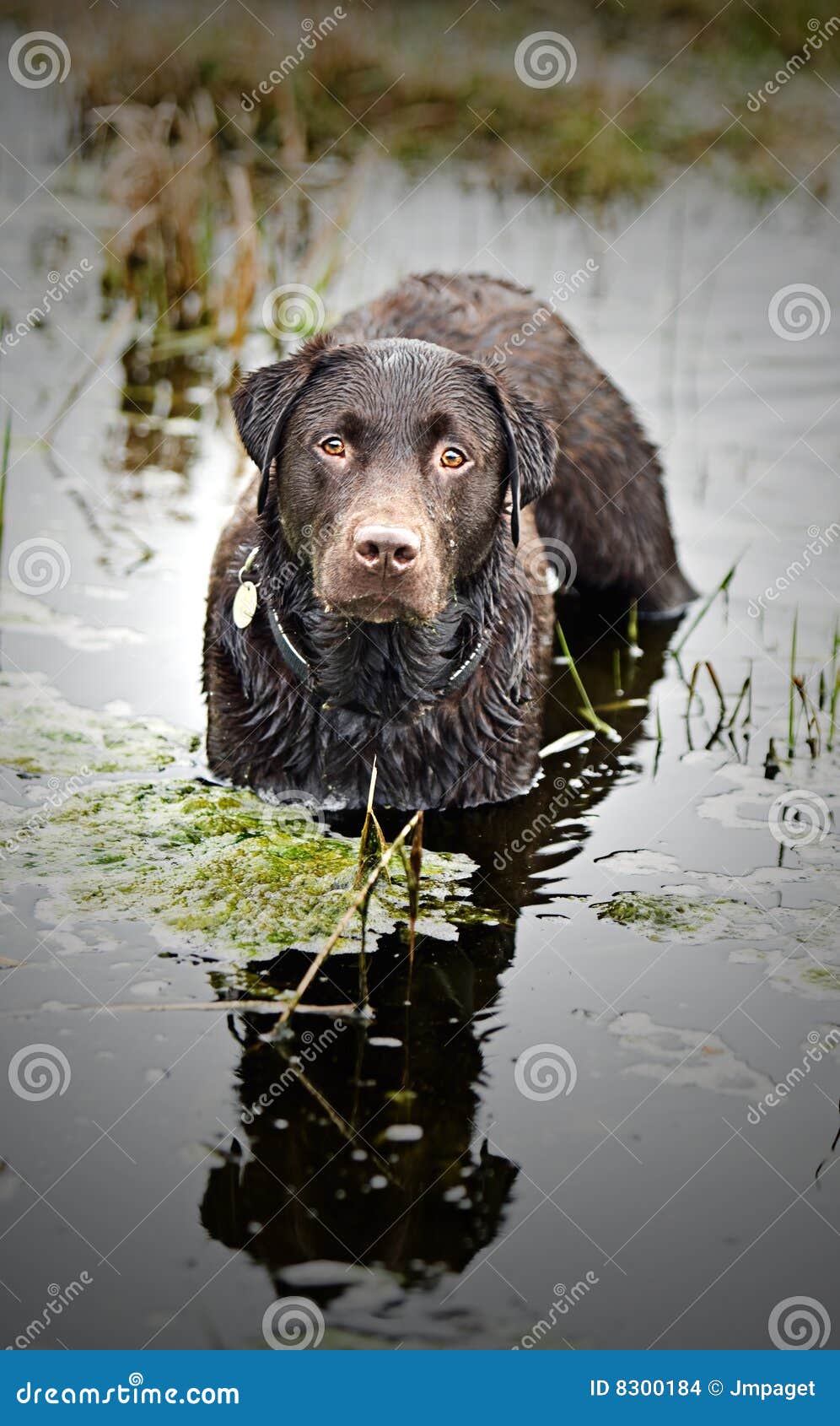 Wet Chocolate Labrador Standing in Stream Stock Photo - Image of ...