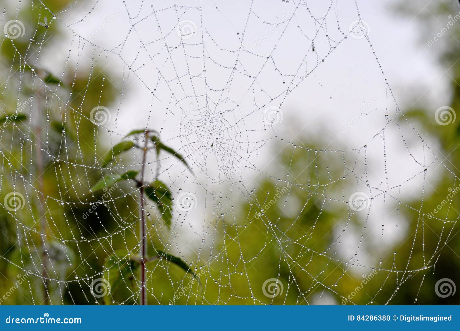 Wet cobweb stock photo. Image of dewdrops, design, bead - 84286380