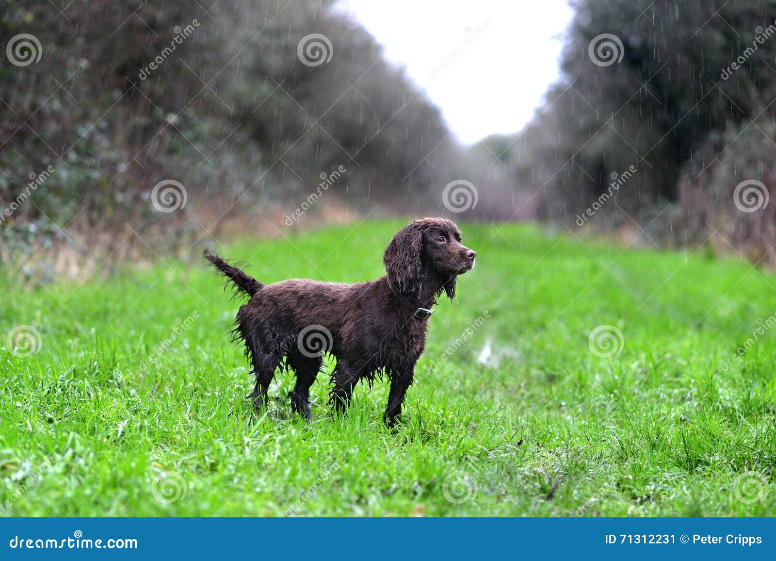 Wet cocker stock image. Image of game, spaniel, flushing - 71312231