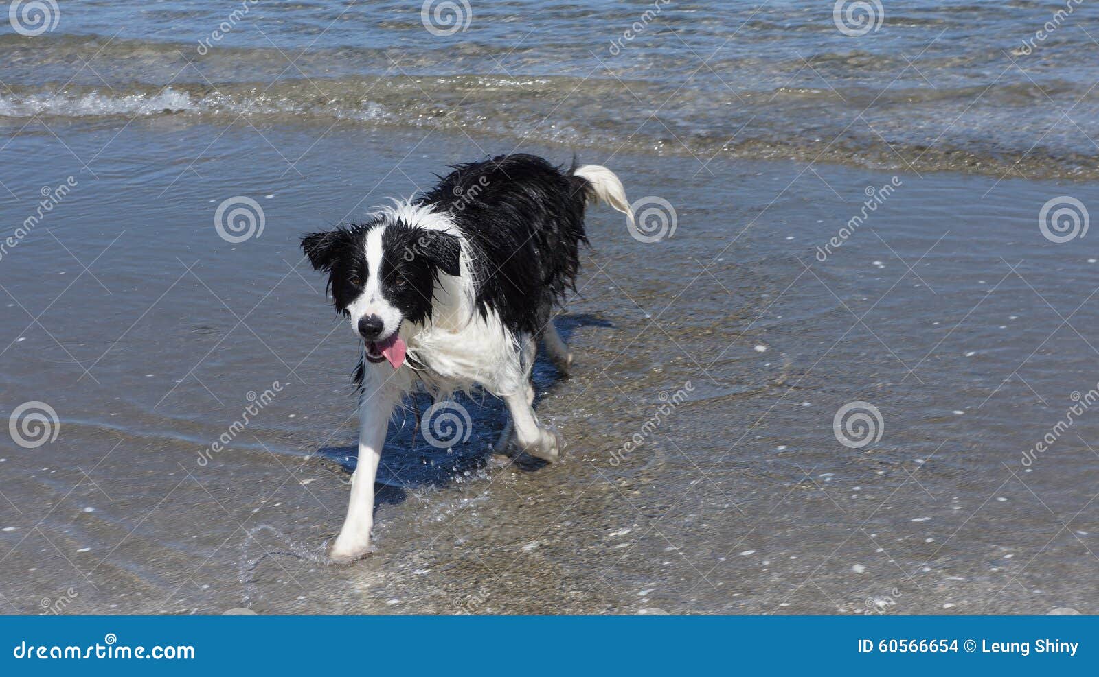 A Wet Collier Dog at the Beach Stock Photo - Image of swim, panting ...