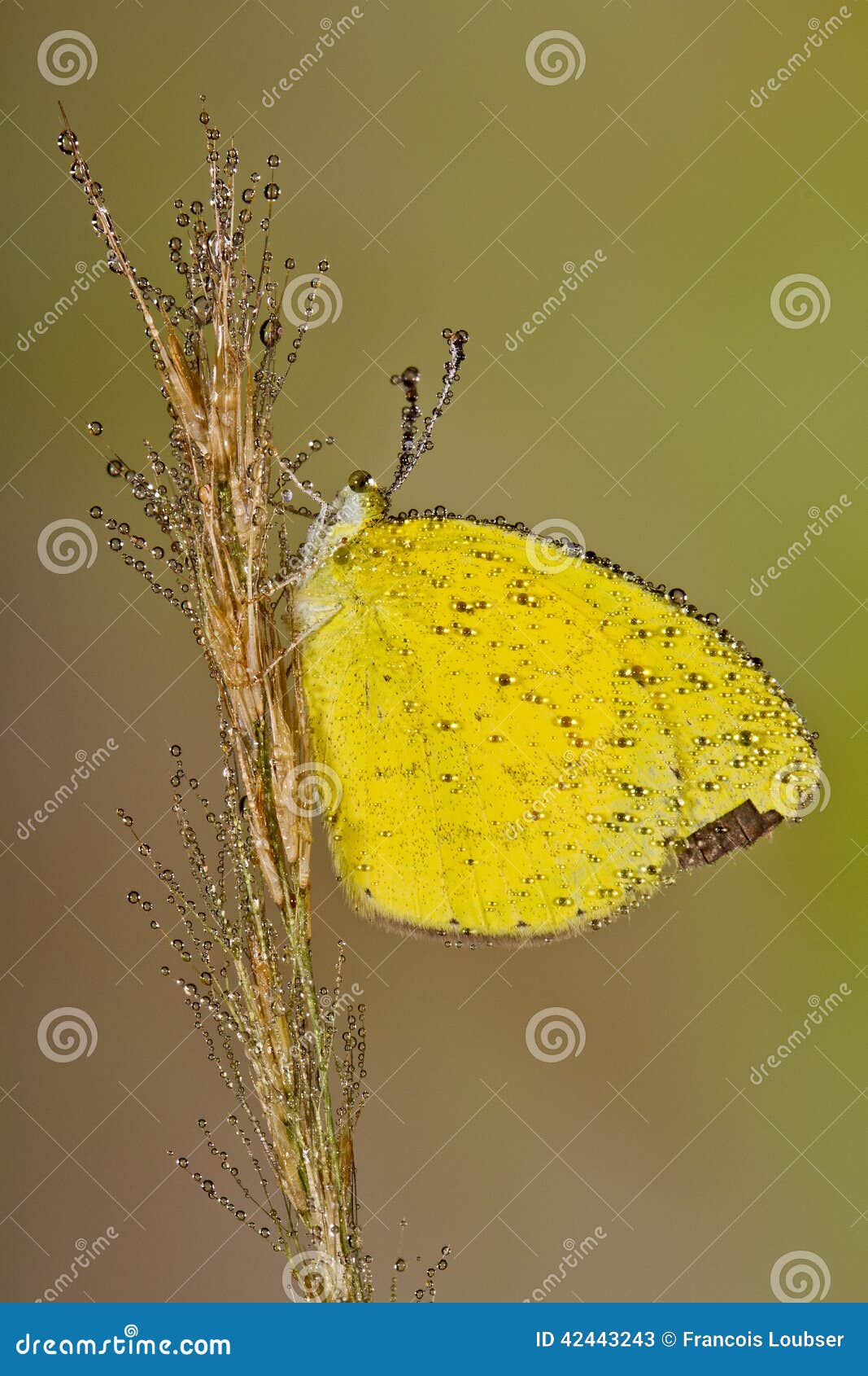 Wet Common Grass Yellow Butterfly Stock Image - Image of butterfly ...